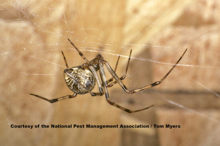 8 Fascinating Facts About Spiders You Didn't Know - Facts Vibes