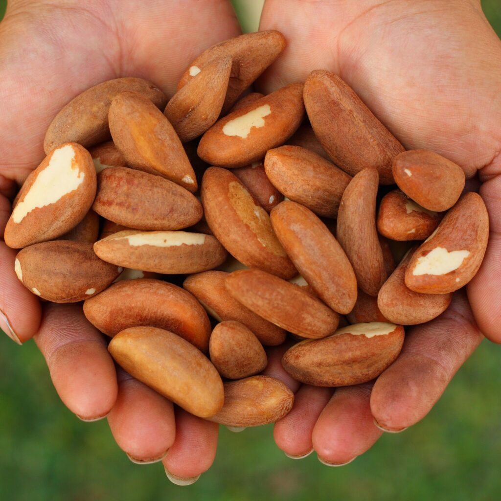 Brazil Nut Tree Facts: Everything You Need to Know - Facts Vibes