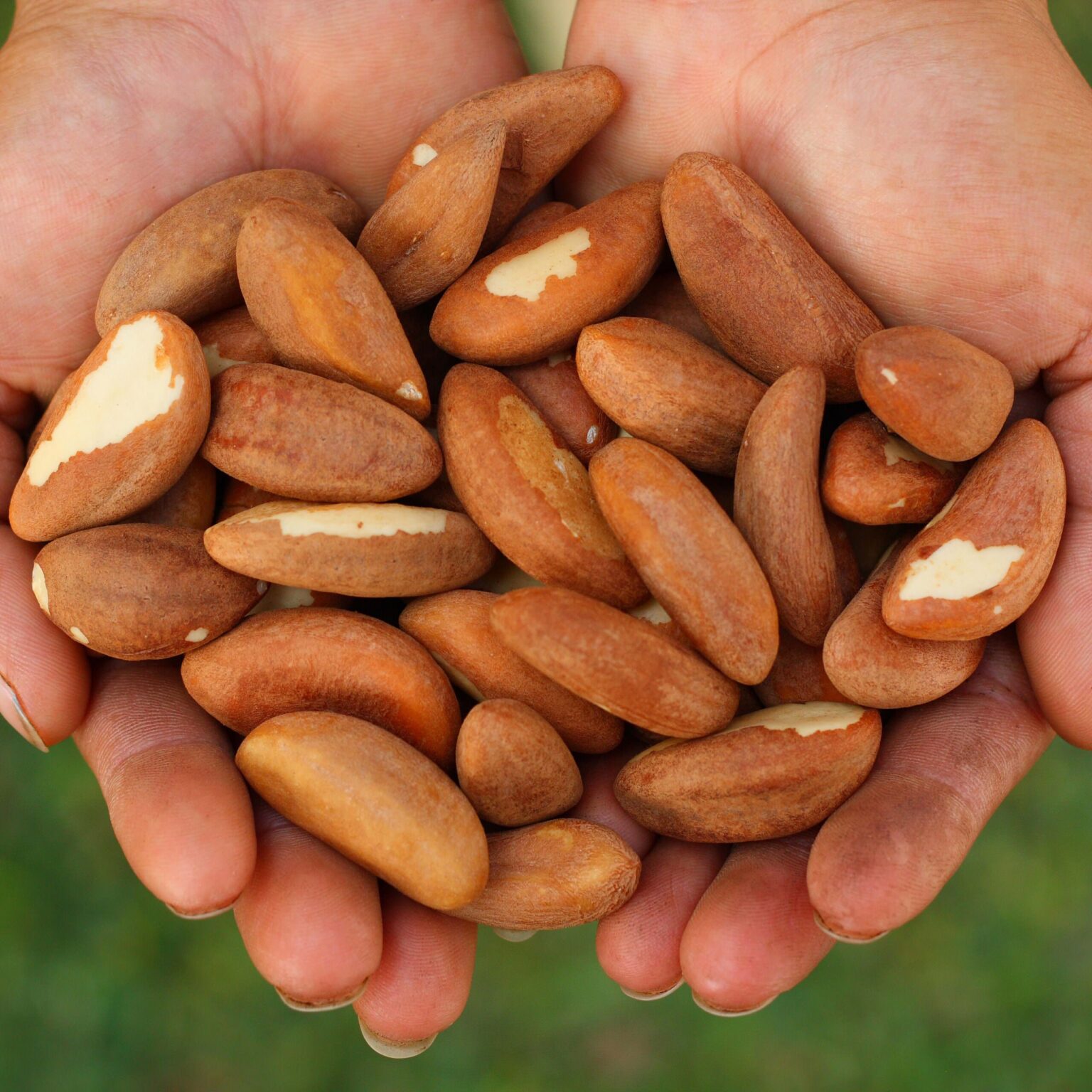 Brazil Nut Tree Facts: Everything You Need to Know - Facts Vibes