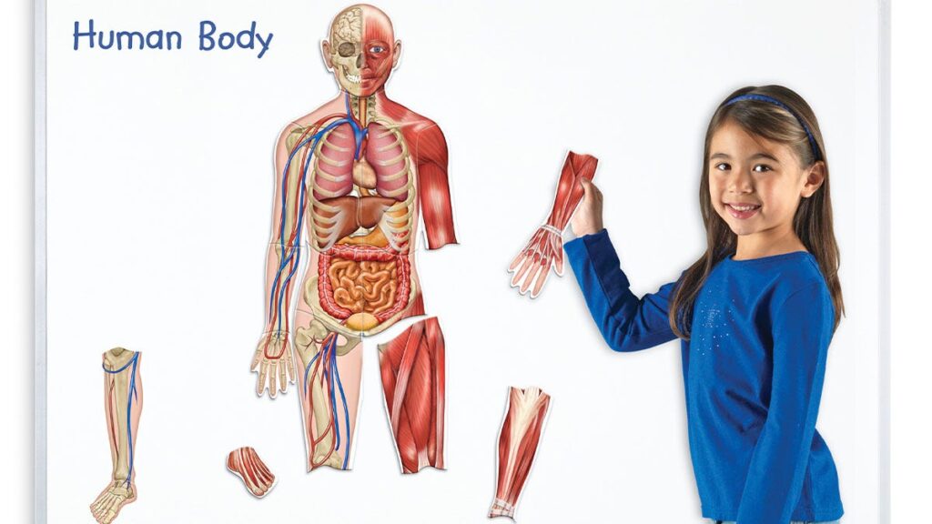Discover 50 Fascinating Facts About the Human Body - Facts Vibes