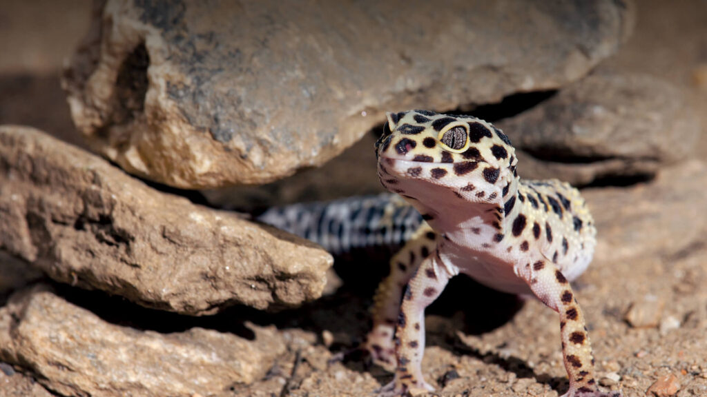 Fascinating Facts About Leopard Geckos: Everything You Need to Know - Facts Vibes
