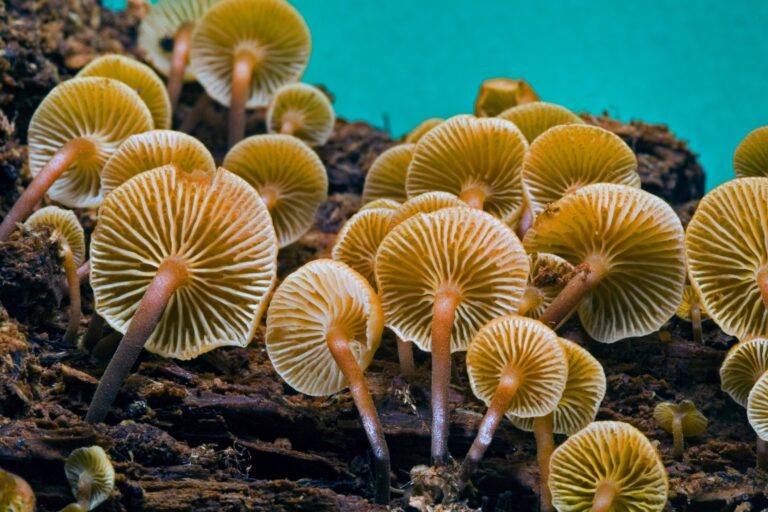 Fascinating Facts About Mushrooms: Discover the Fun Side of Fungi ...