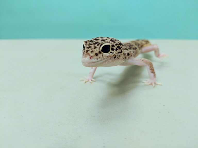 Fascinating Fun Facts About Leopard Geckos - Facts Vibes
