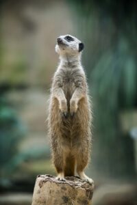 10 Amazing Facts About Meerkats That Will Fascinate You - Facts Vibes