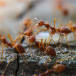 10 Fascinating Facts About Fire Ants You Didn't Know - Facts Vibes