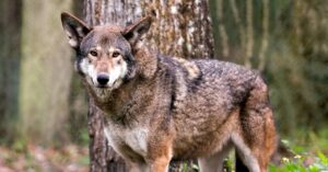 10 Fascinating Fun Facts About Red Wolves You Need to Know - Facts Vibes