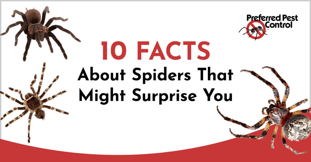 8 Amazing Facts About Spiders That Will Surprise You - Facts Vibes