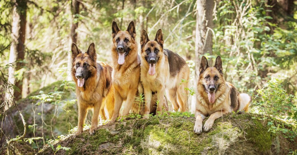 Discover 20 Fascinating Facts About German Shepherds - Facts Vibes