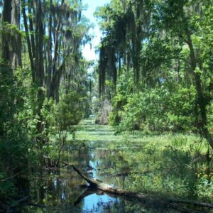 Discover Fascinating Fun Facts About Swamps - Facts Vibes