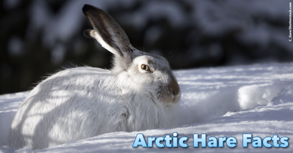 Discover Fun Arctic Hare Facts for Kids - Facts Vibes