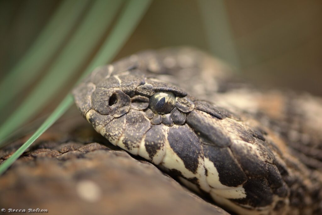 Discovering 50 Fascinating Facts About Snakes - Facts Vibes