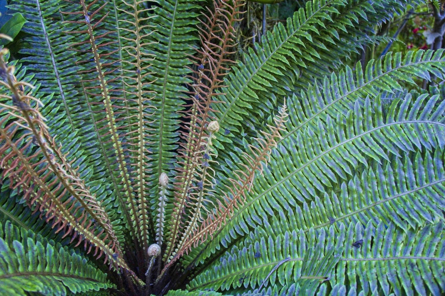 Fascinating Facts About Sunsets: A Visual Delight - Facts Vibes