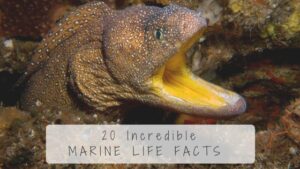Fascinating Fun Facts about Marine Biology - Facts Vibes