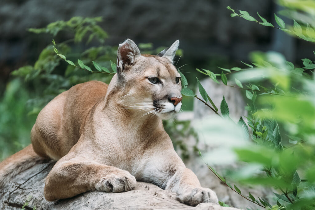Fascinating Fun Facts About Pumas: Discover the Secrets of These ...