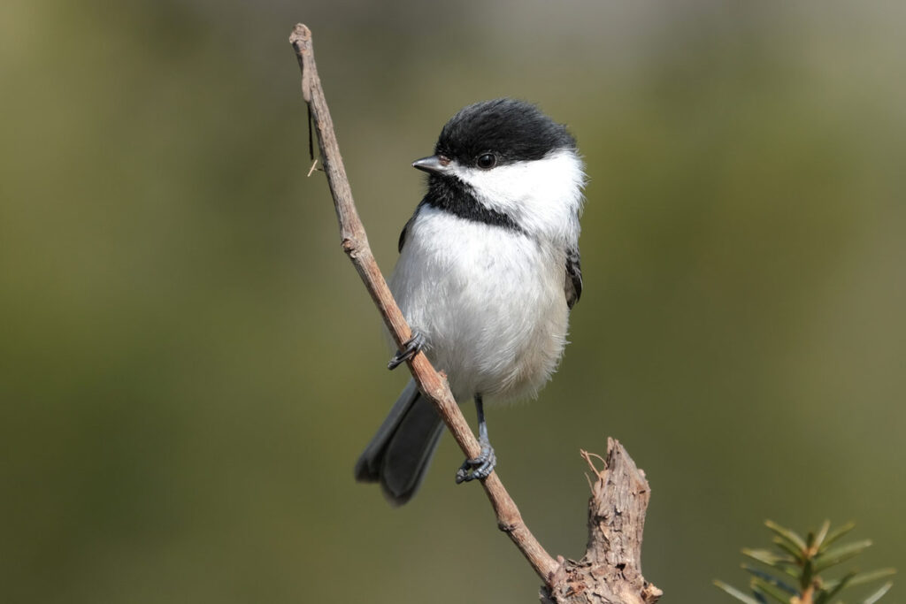 Fascinating Fun Facts About the Black-Capped Chickadee - Facts Vibes