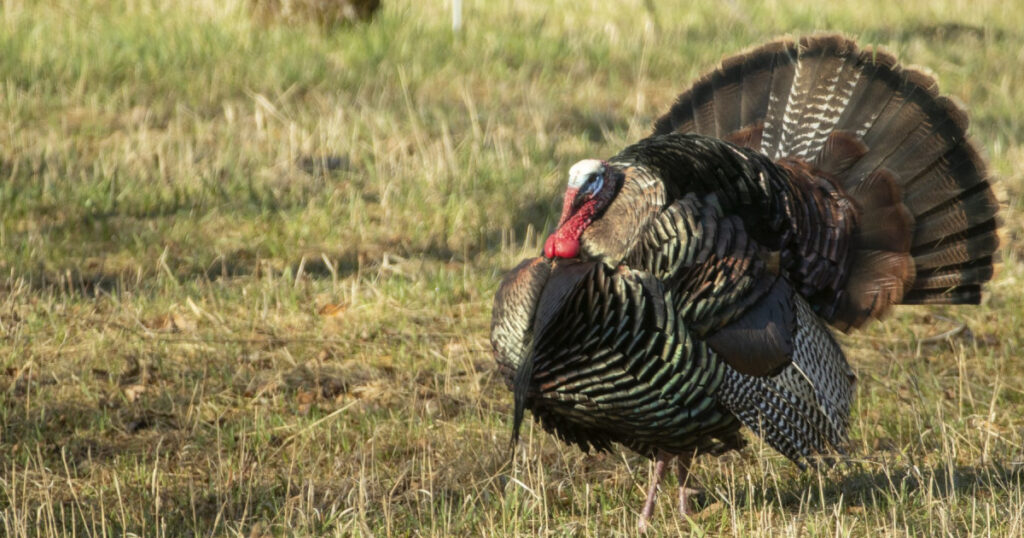Fun Turkey Facts for Kids: Learn All About These Fascinating Birds ...