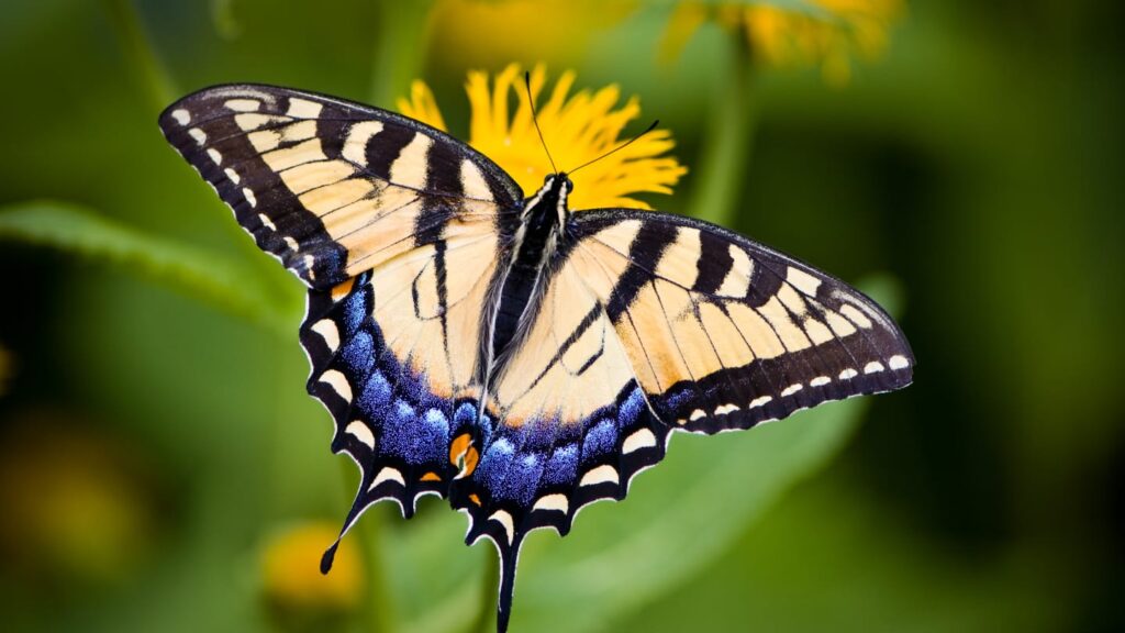 The Dark and Creepy World of Butterfly Facts - Facts Vibes