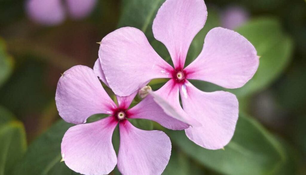 Unlocking the Nutritional Benefits of Roses: Rose Nutrition Facts ...