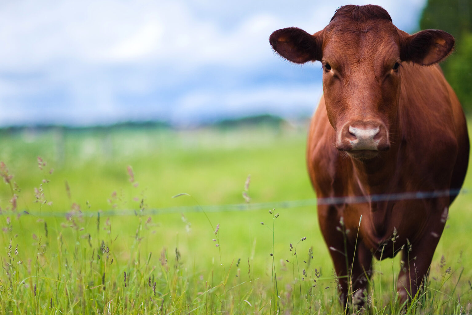 10 Fascinating Beef Cow Facts You Need to Know - Facts Vibes