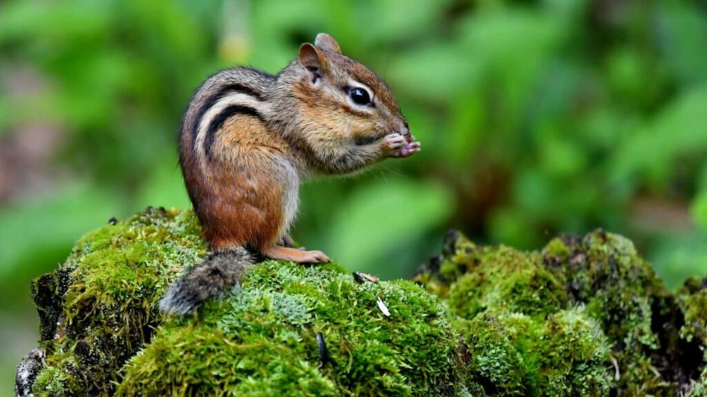 10 Fascinating Chipmunk Facts You Need to Know - Facts Vibes