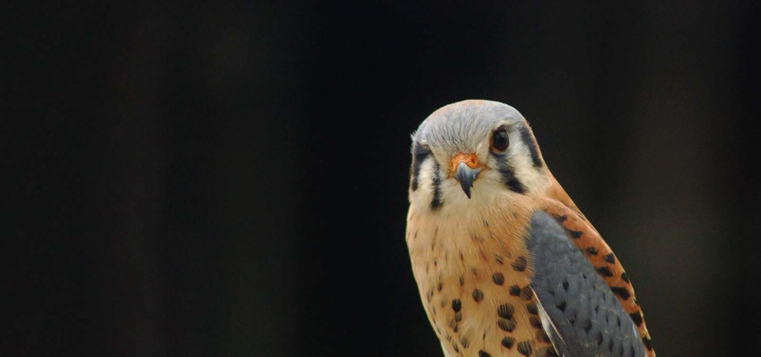 10 Fascinating Facts About the American Kestrel - Facts Vibes