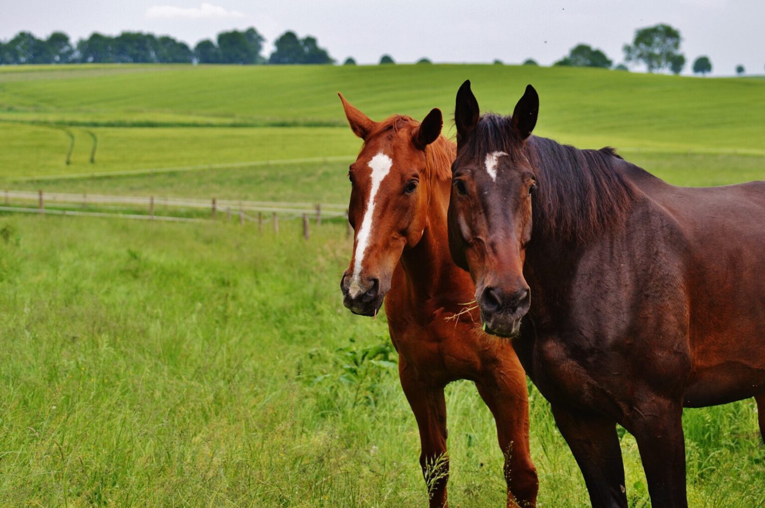 10 Interesting Horse Facts Every Kid Should Know - Facts Vibes
