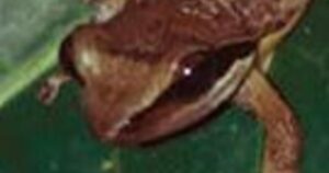 Discover 100 Fascinating Facts About Frogs - Facts Vibes