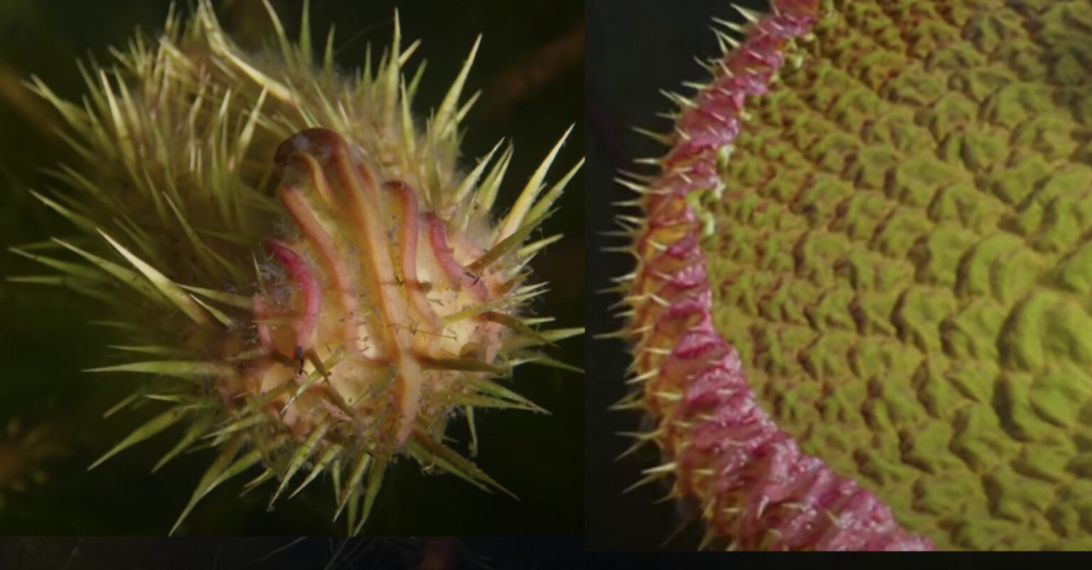 Discover Fascinating Random Plant Facts - Facts Vibes