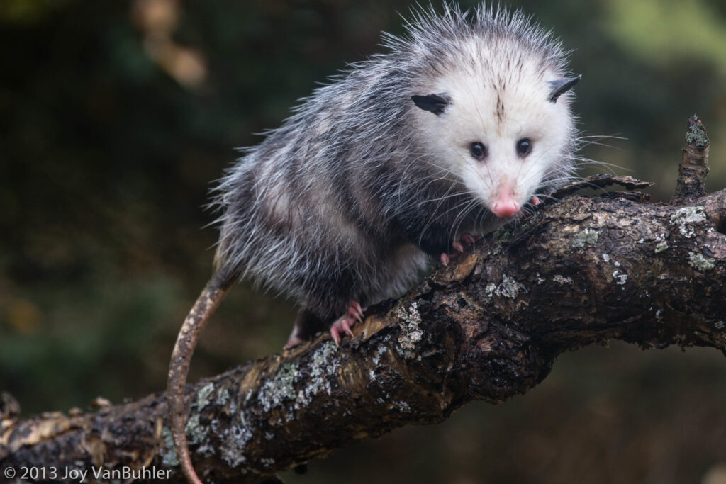 Discovering Fascinating Opossum Teeth Facts - Facts Vibes