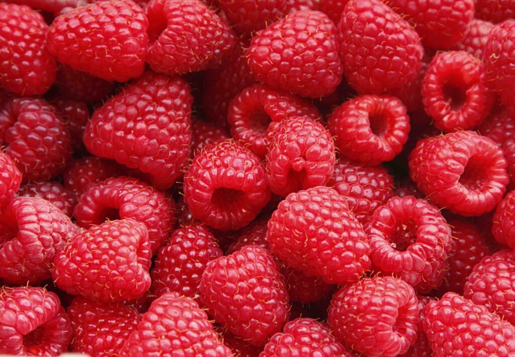 Exploring the Fascinating Fun Facts About Raspberries - Facts Vibes