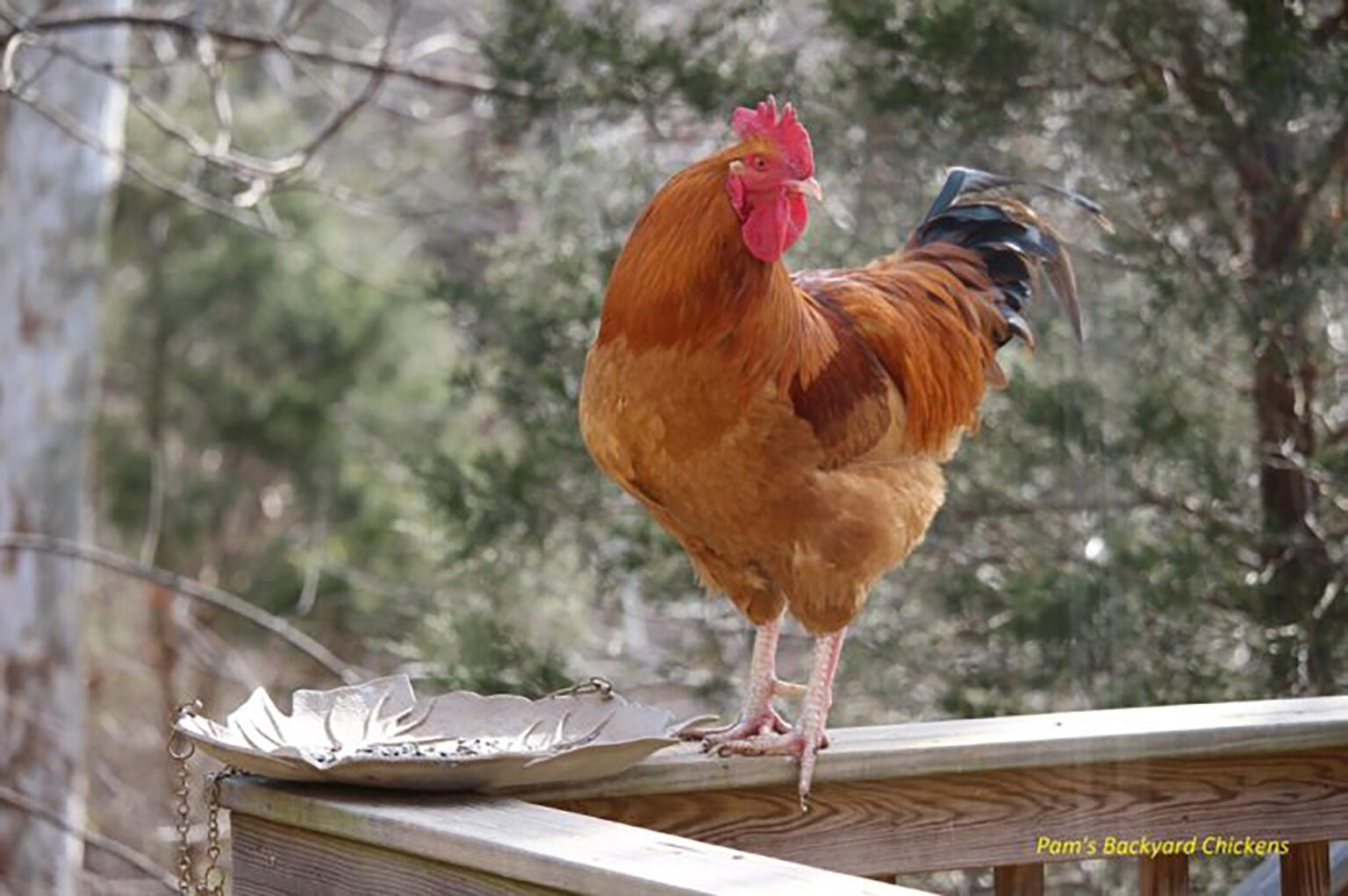 Fascinating Facts About Roosters: Everything You Need to Know - Facts Vibes